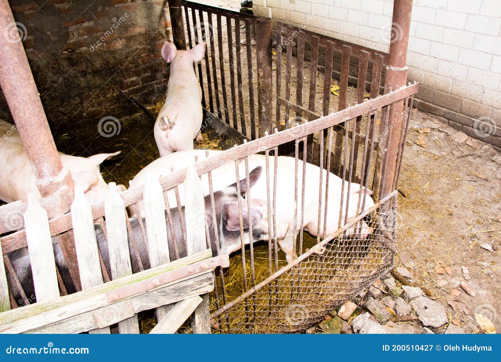 Piglet Pen Piglets in that Pen are White and Dark Stock Image - Image ...