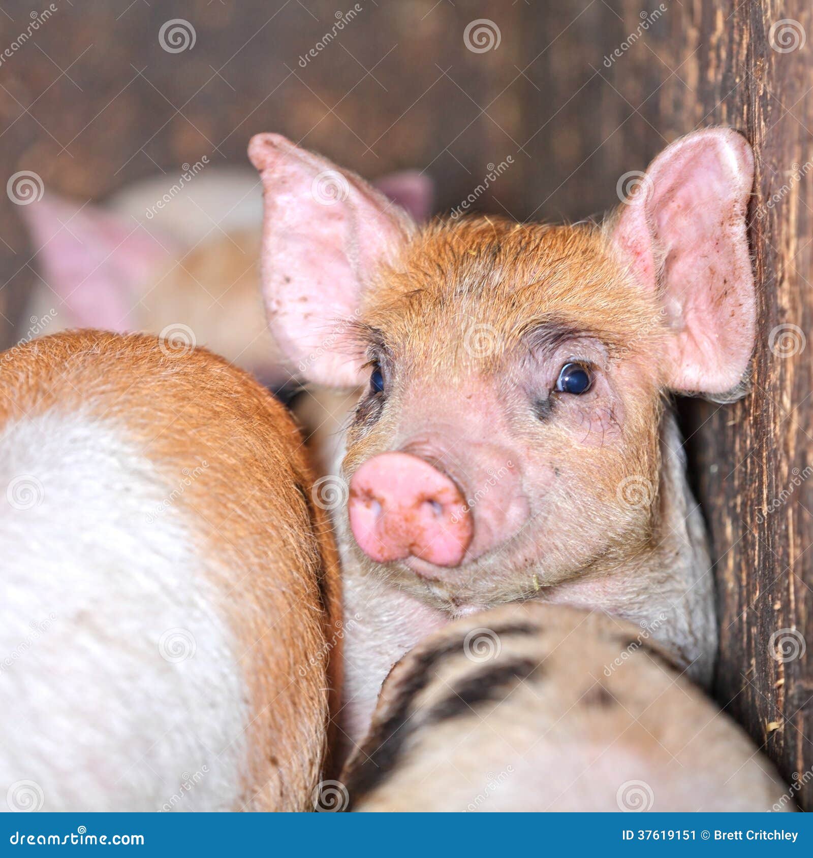 Piglet pig stock image. Image of animal, head, pair, face - 37619151
