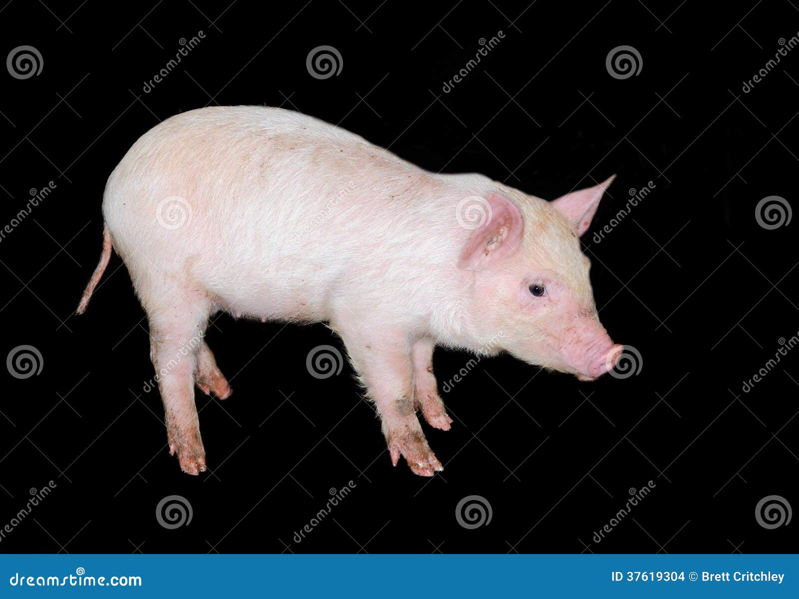 126 Pig Hoof Isolated Stock Photos - Free & Royalty-Free Stock Photos ...