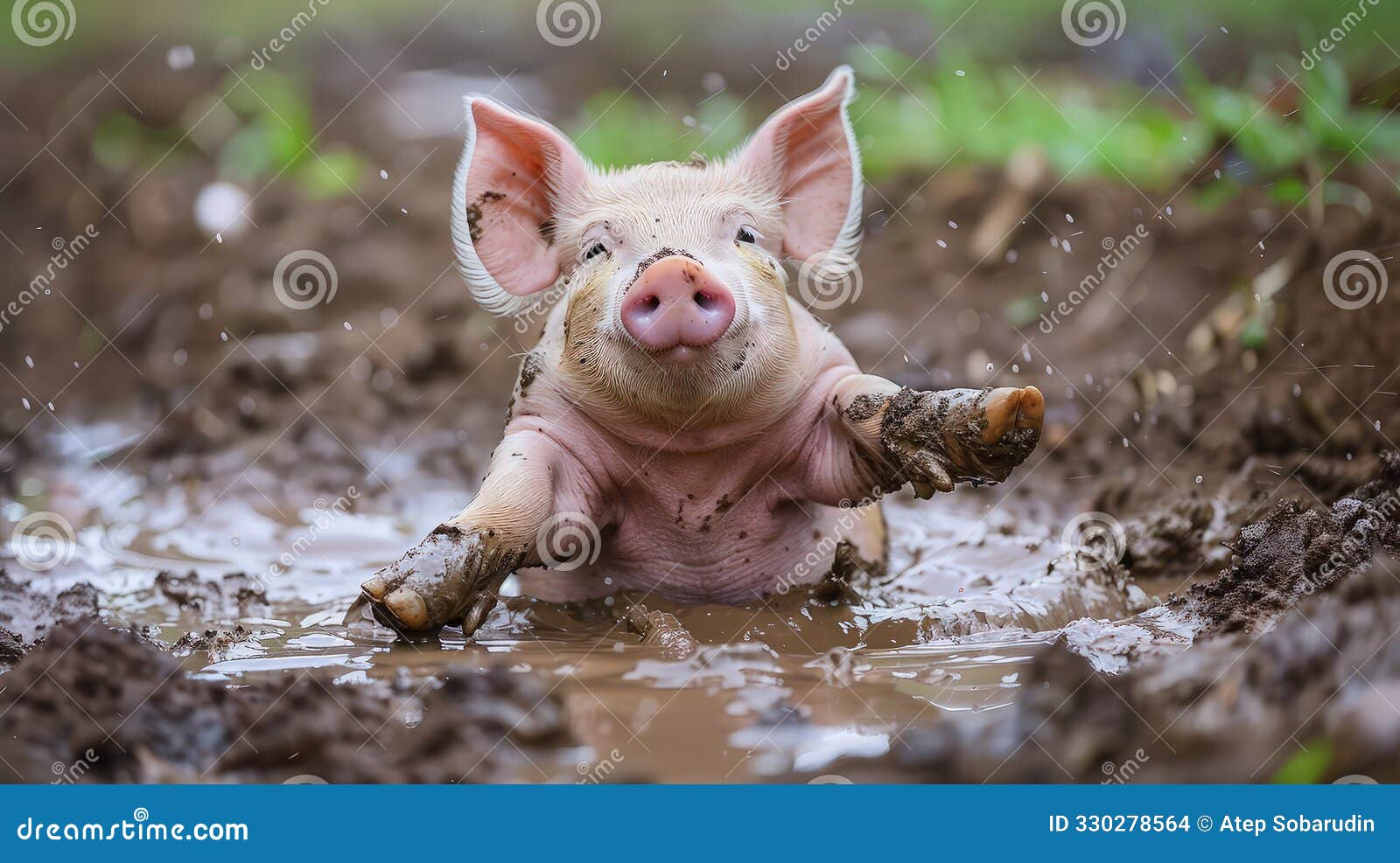A Piglet Playing in the Mud Stock Photo - Image of earth, farm: 330278564