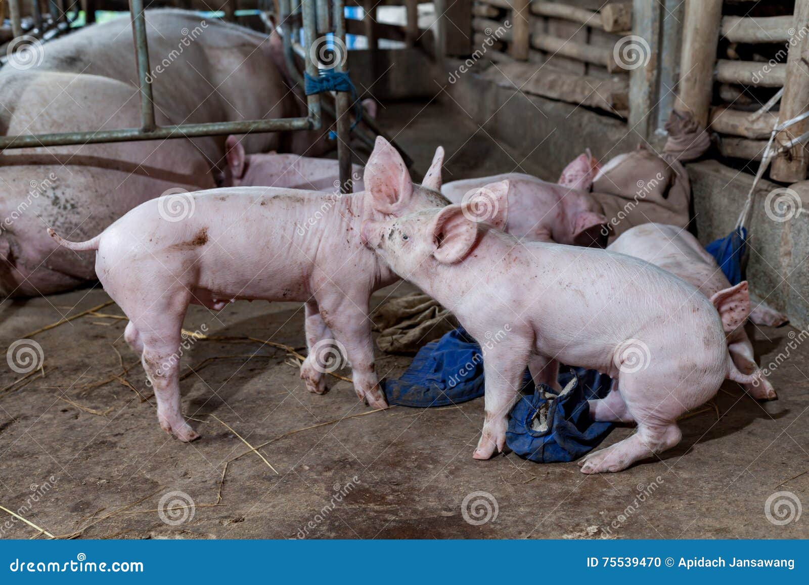 Piglet Running Around in the Paddock after Feeding Finished. Stock ...