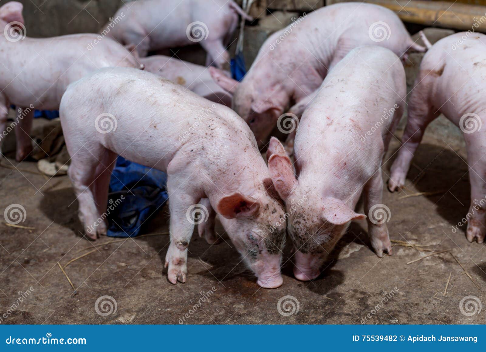 Piglet Running Around in the Paddock after Feeding Finished. Stock ...