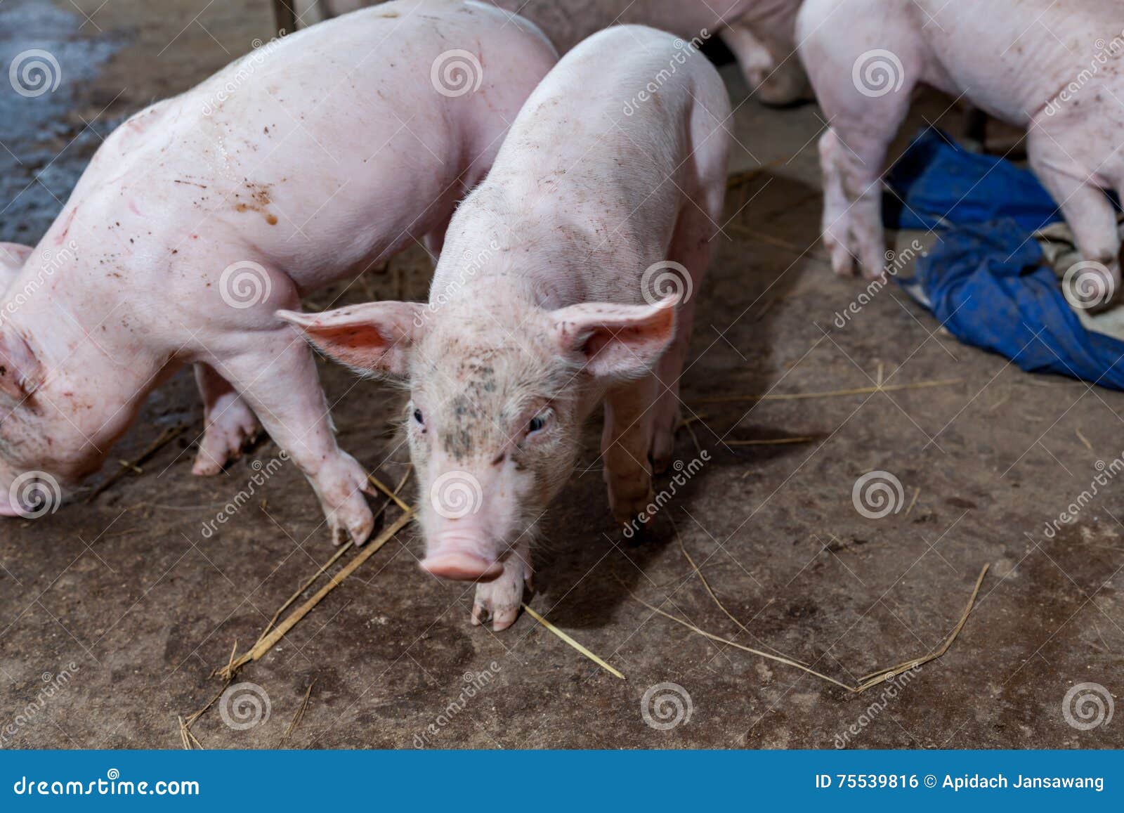 Piglet Running Around in the Paddock after Feeding Finished. Stock ...