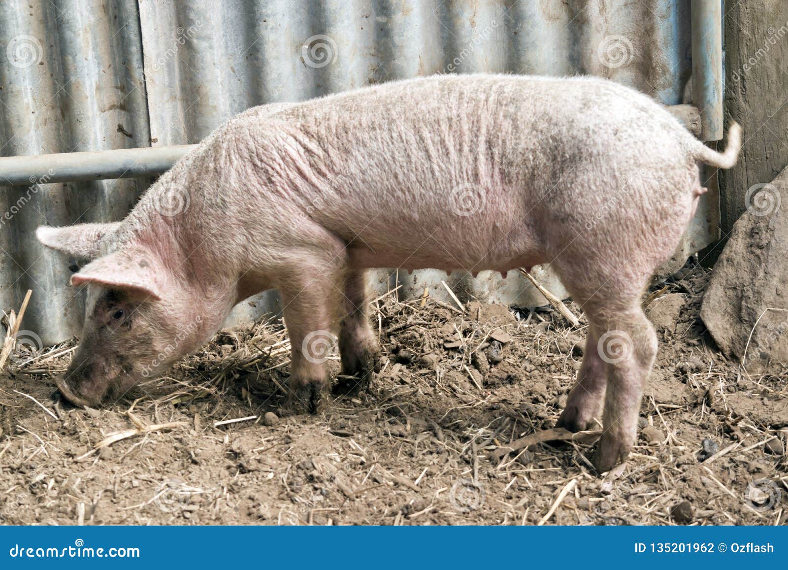 Piglet is looking for food stock photo. Image of piglets - 135201962