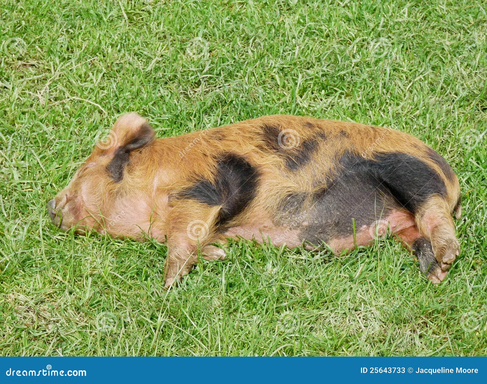Piglet sleeping stock image. Image of tired, countryside - 25643733