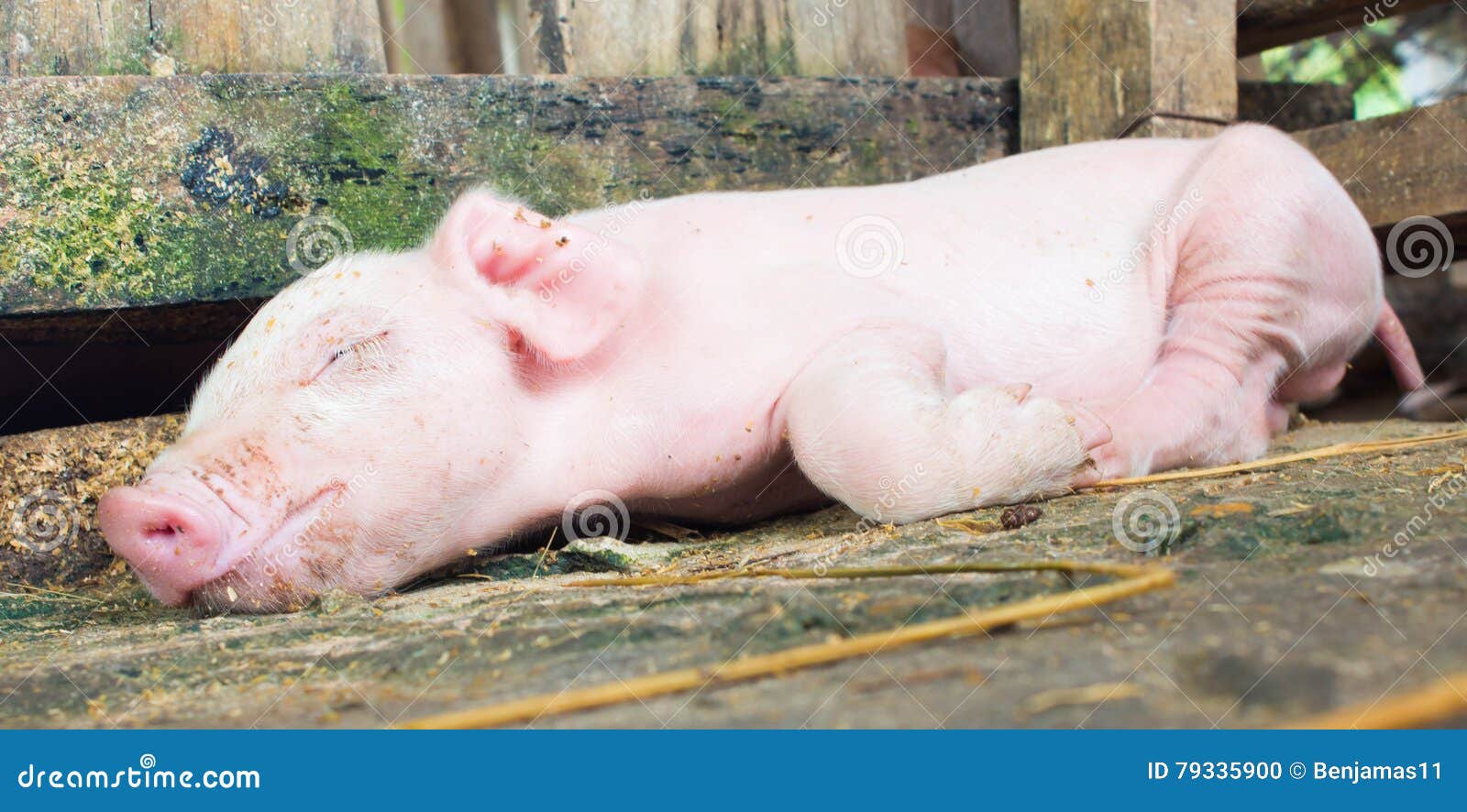 Piglet sleeping stock photo. Image of snout, piglet, mammal - 79335900