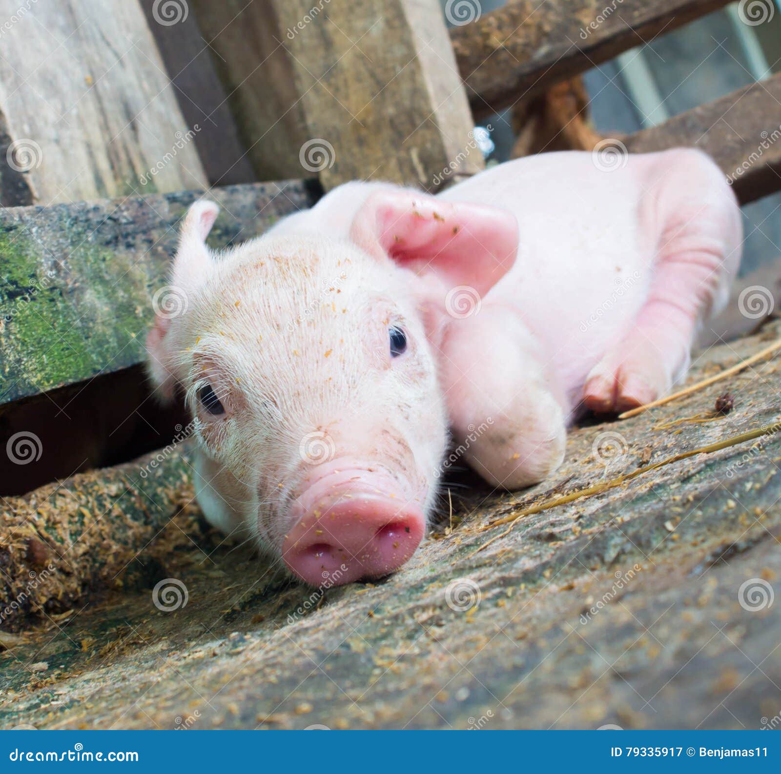 Piglet sleeping stock image. Image of pork, rearing, landrace - 79335917