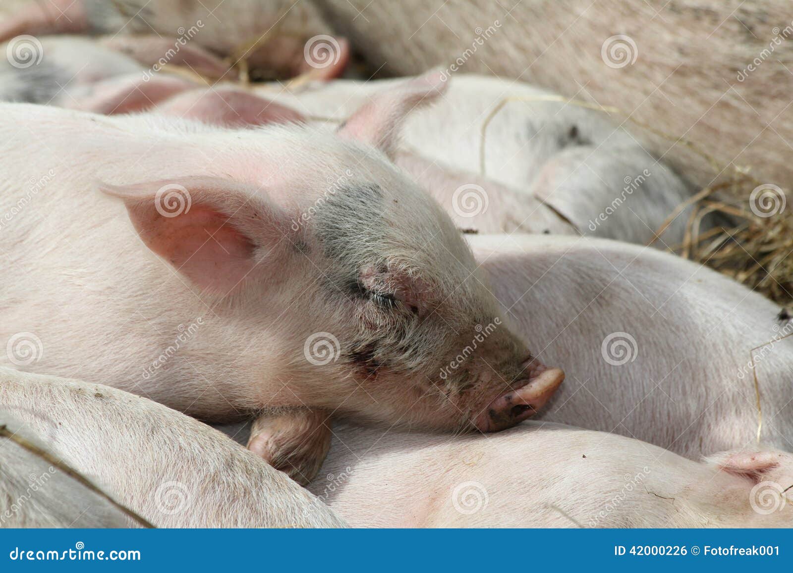 Piglet sleeping stock photo. Image of farm, livestock - 42000226