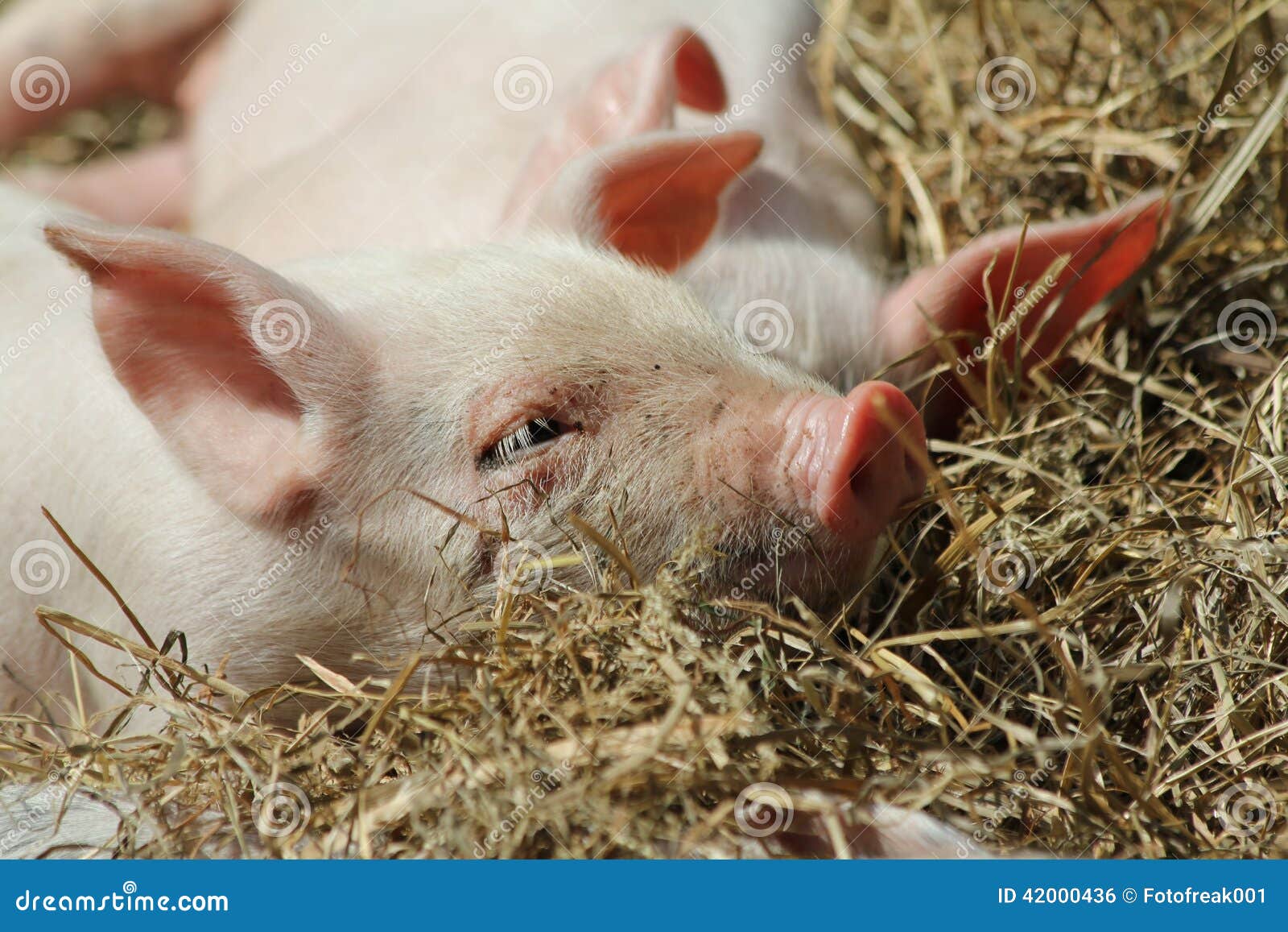Piglet sleeping stock photo. Image of farm, drinking - 42000436