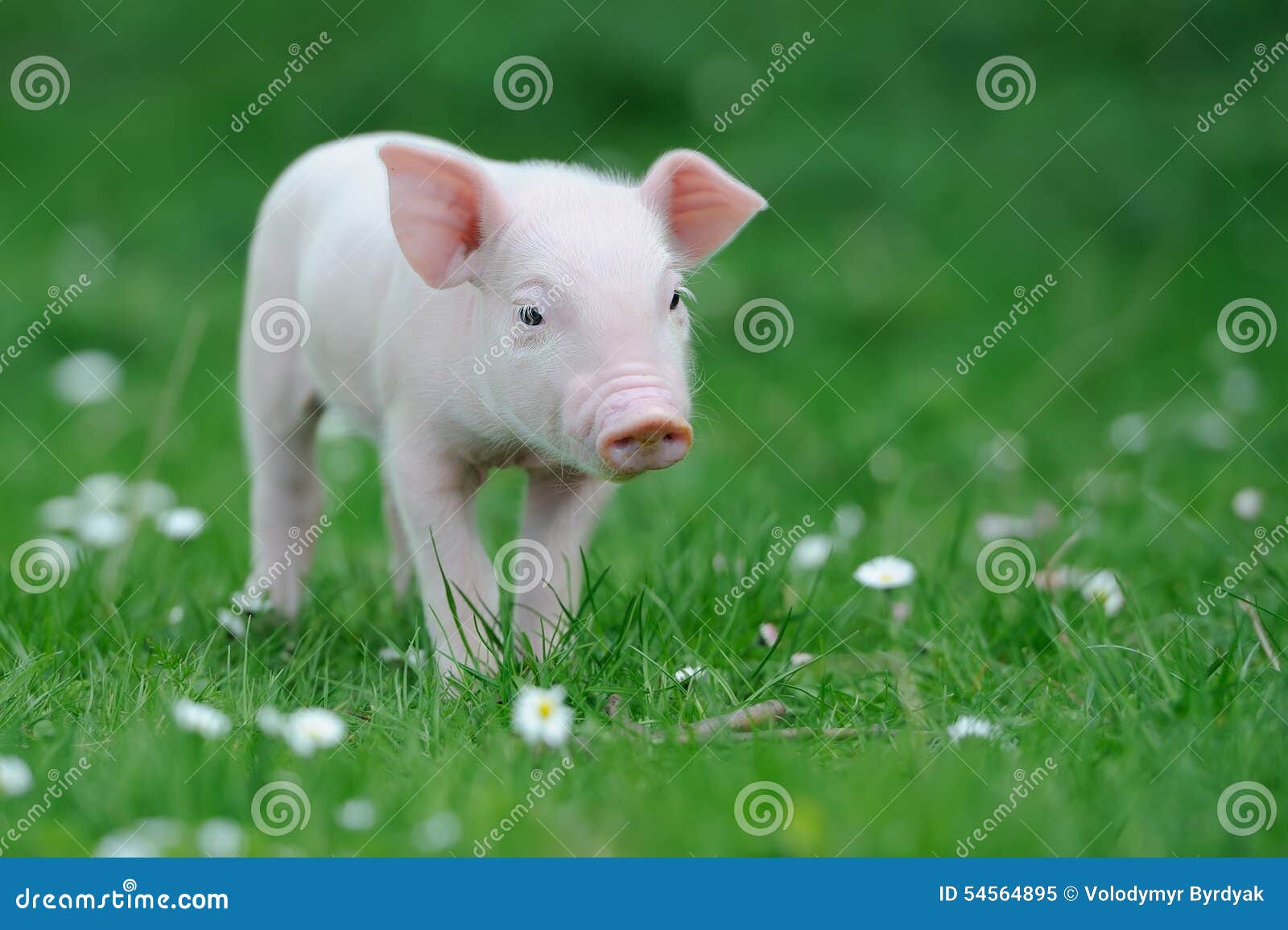 Piglet stock image. Image of happy, curiosity, agriculture - 54564895