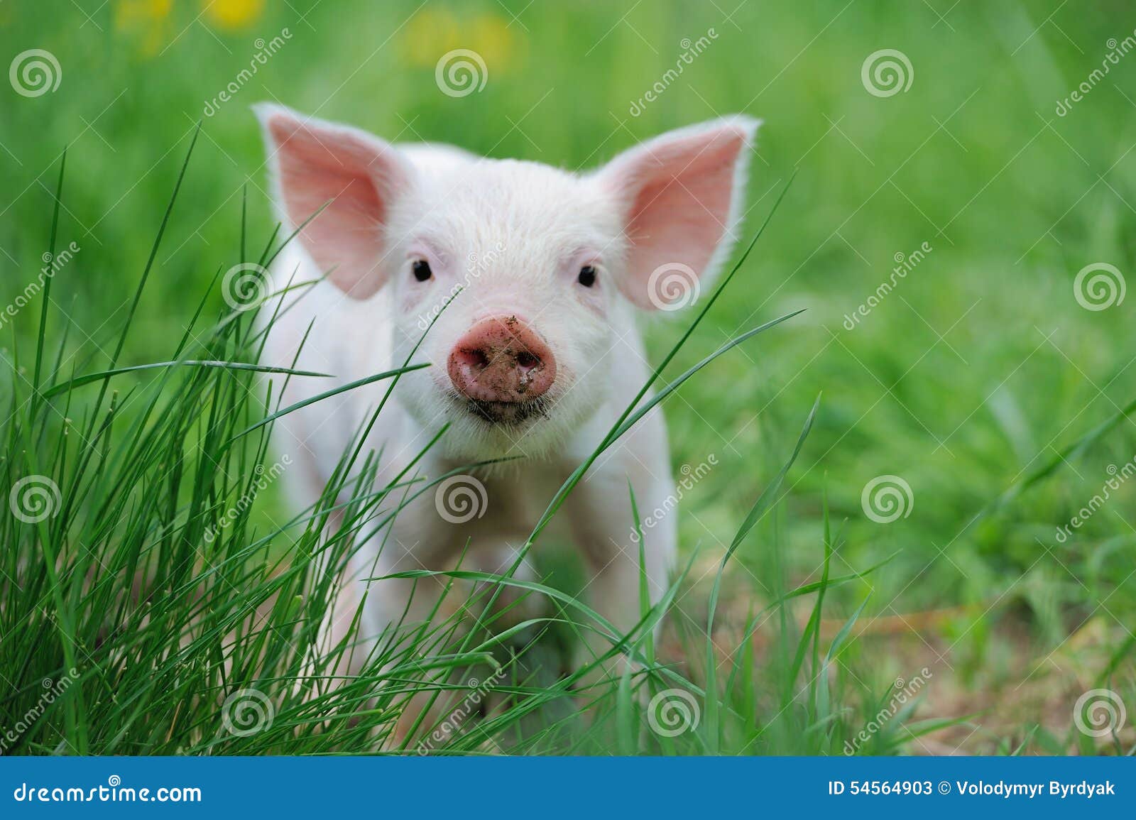 Piglet stock image. Image of domestic, funny, meadow - 54564903