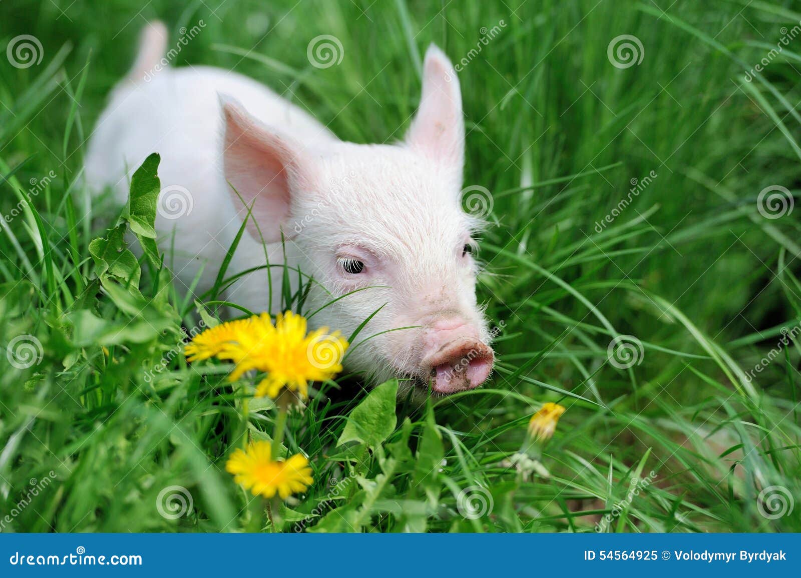 Piglet stock image. Image of domestic, livestock, dirty - 54564925