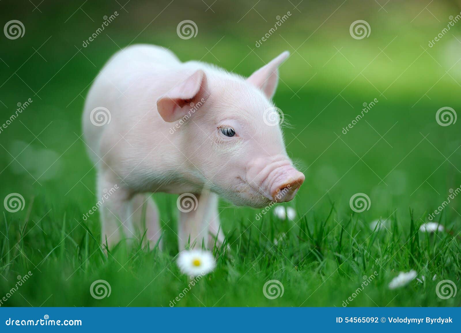 Piglet stock photo. Image of outdoor, looking, livestock - 54565092