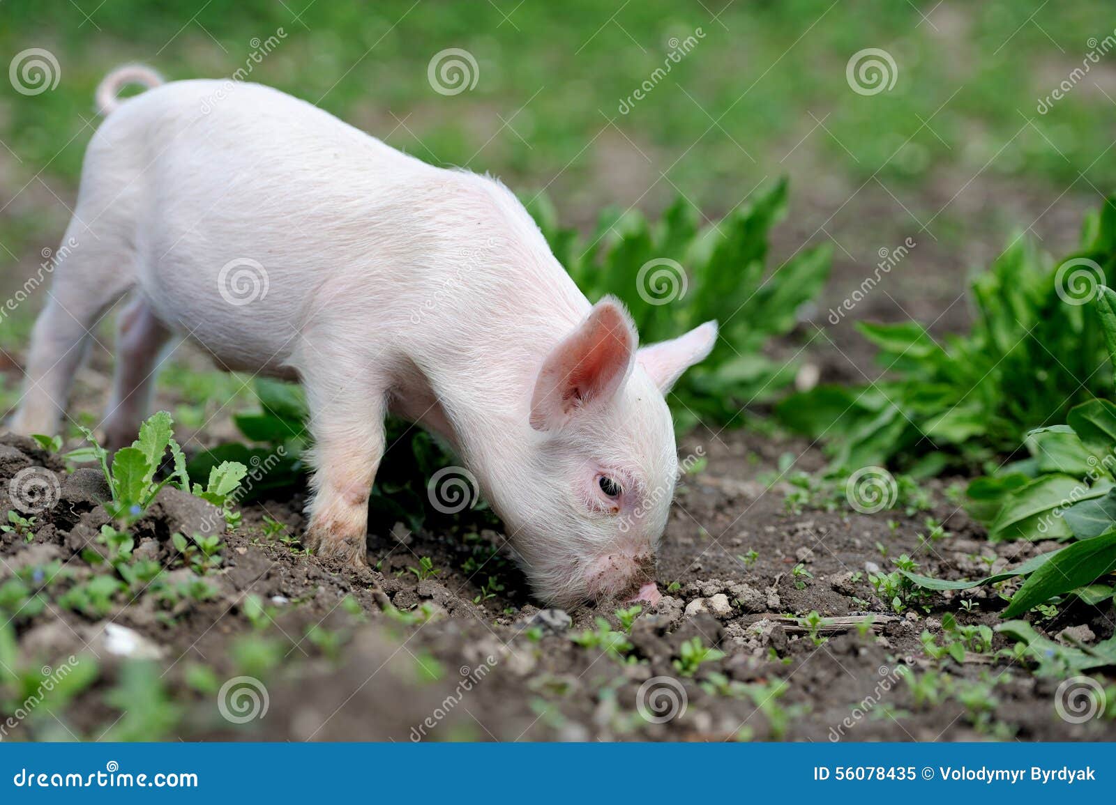 Piglet stock image. Image of mammal, food, grass, meadow - 56078435