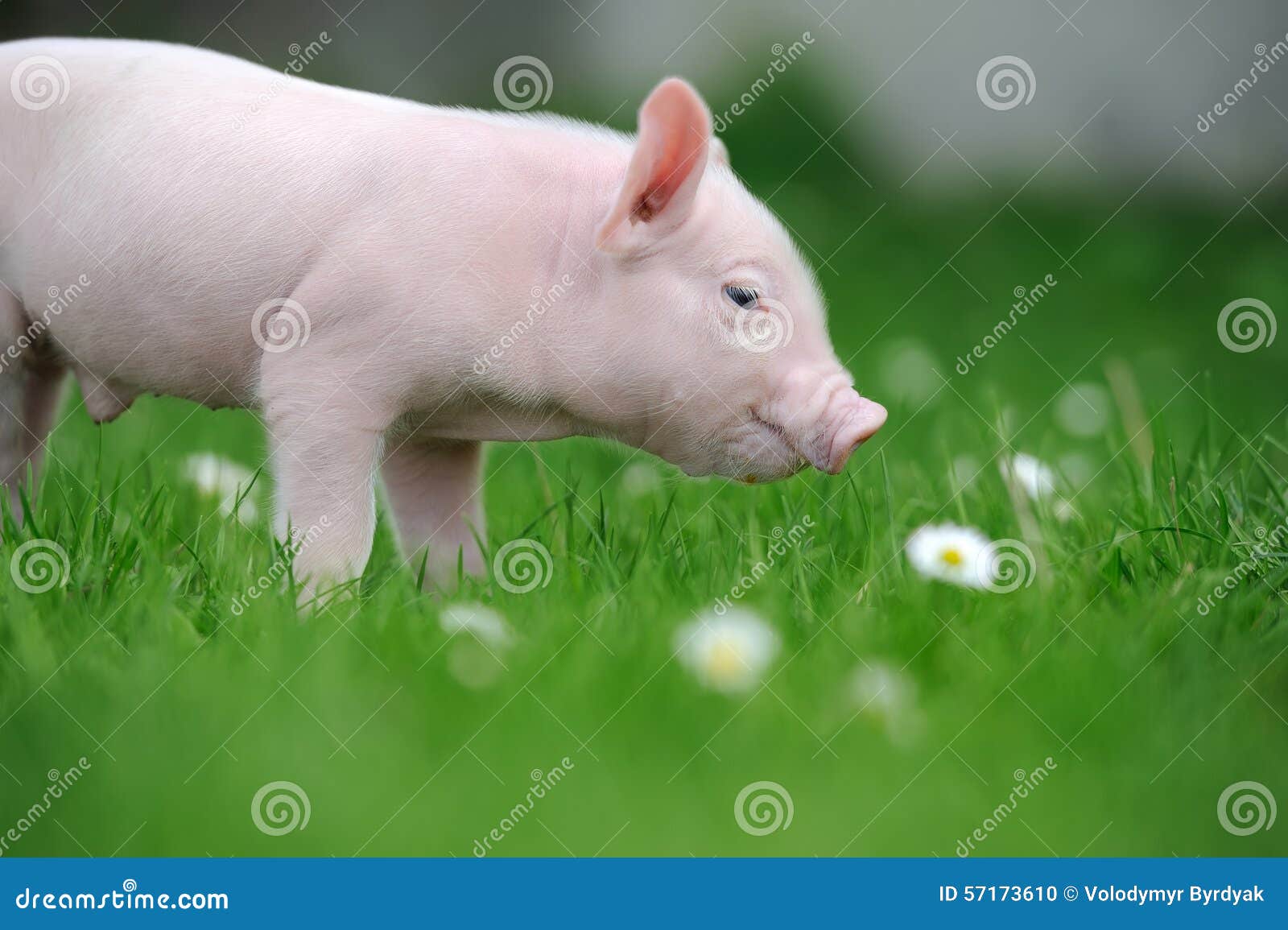 Piglet stock photo. Image of domestic, nature, closeup - 57173610