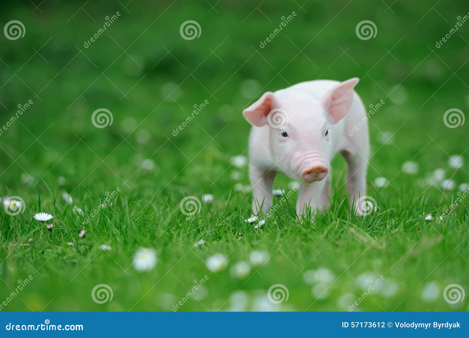 Piglet stock photo. Image of outdoor, nose, meat, field - 57173612