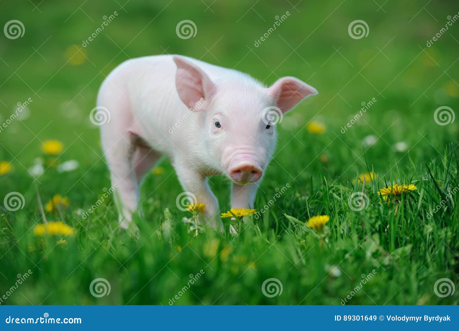 Piglet stock image. Image of piglet, animal, little, farm - 89301649