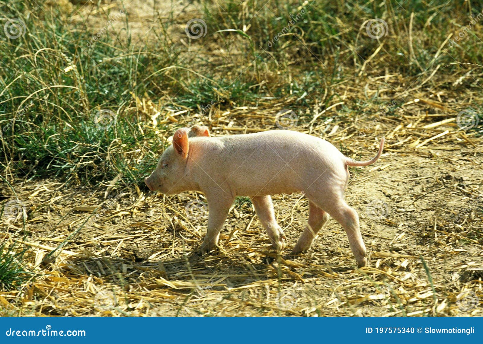 Piglet Standing on Dry Grass Stock Photo - Image of outdoor, full ...