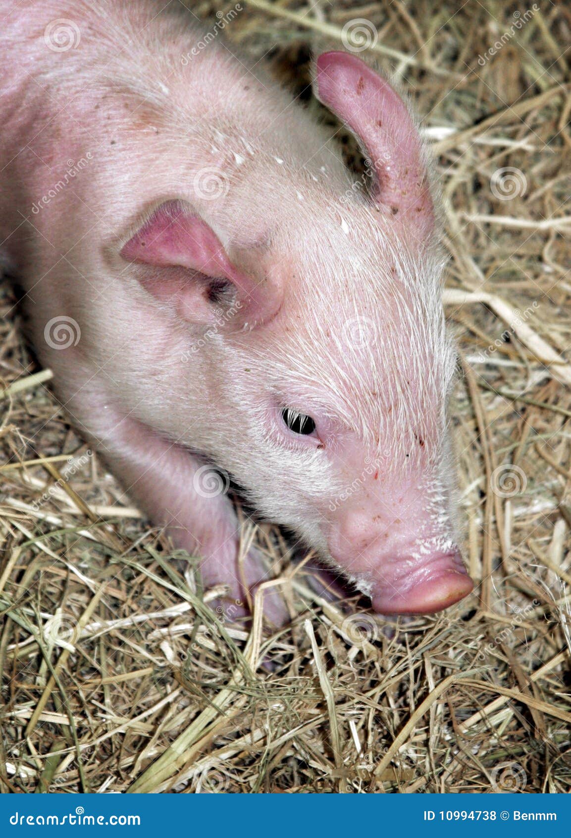 Piglet on straw stock photo. Image of natural, pink, funny - 10994738