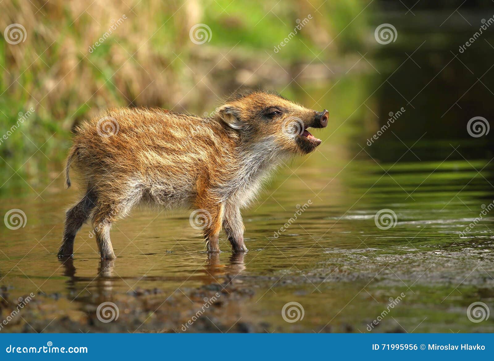 Piglet in stream screaming stock photo. Image of descendant - 71995956