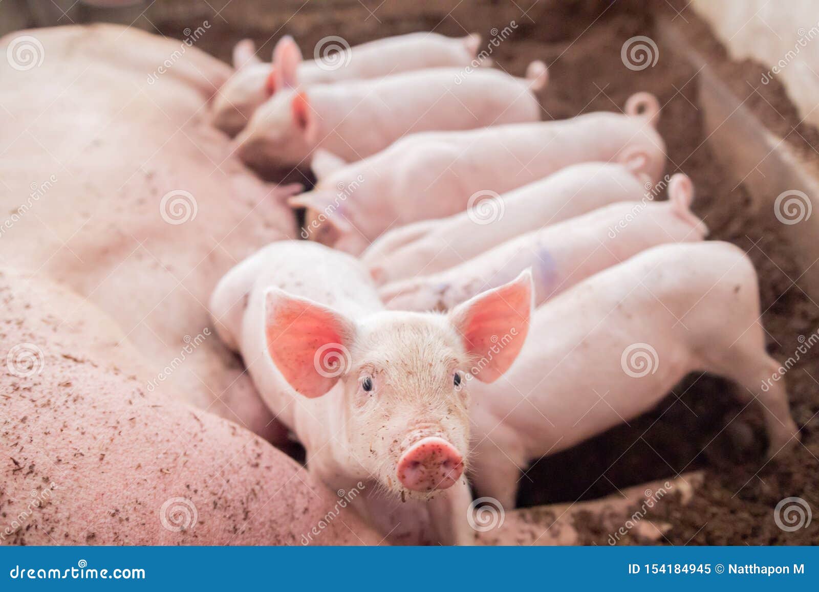 Piglet Was Looking at the Camera while the Mother Pig Was Breastfeeding ...