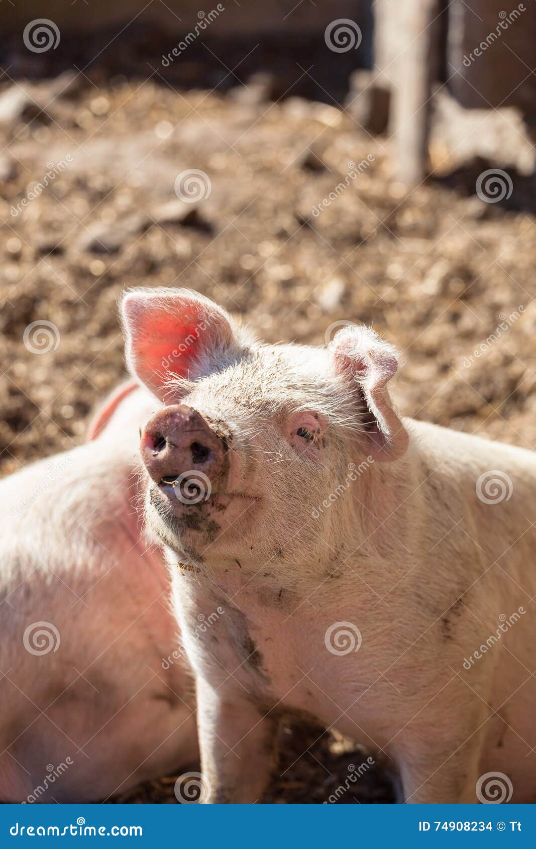Piglet stock photo. Image of livestock, relax, rural - 74908234