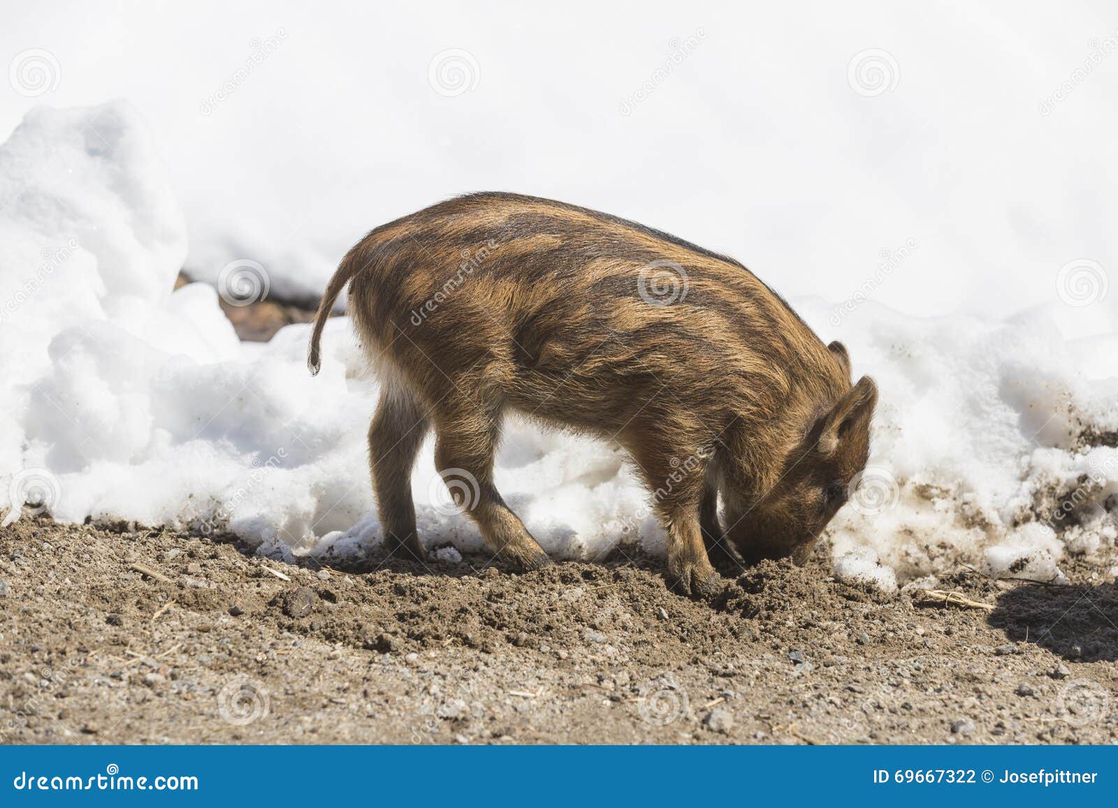 A piglet in a winter scene stock photo. Image of national - 69667322