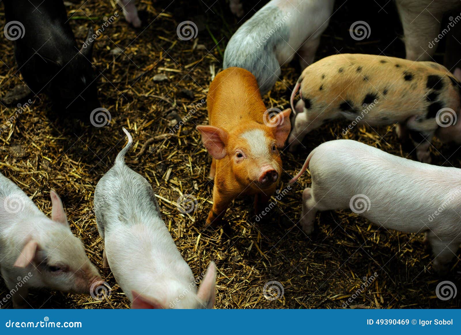 A piglet stock image. Image of livestock, mother, family - 49390469