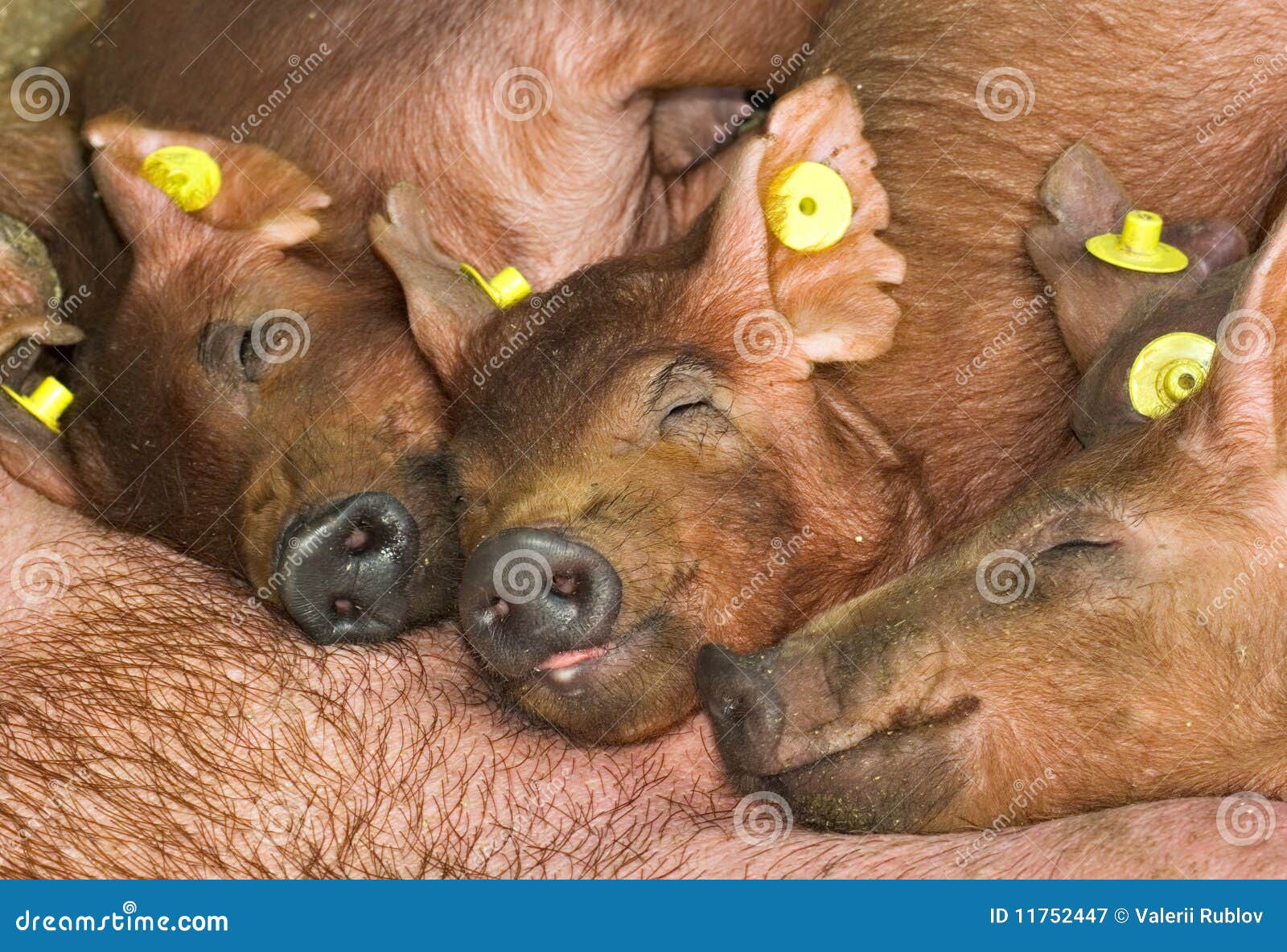 Piglets stock image. Image of boar, motherhood, cute - 11752447