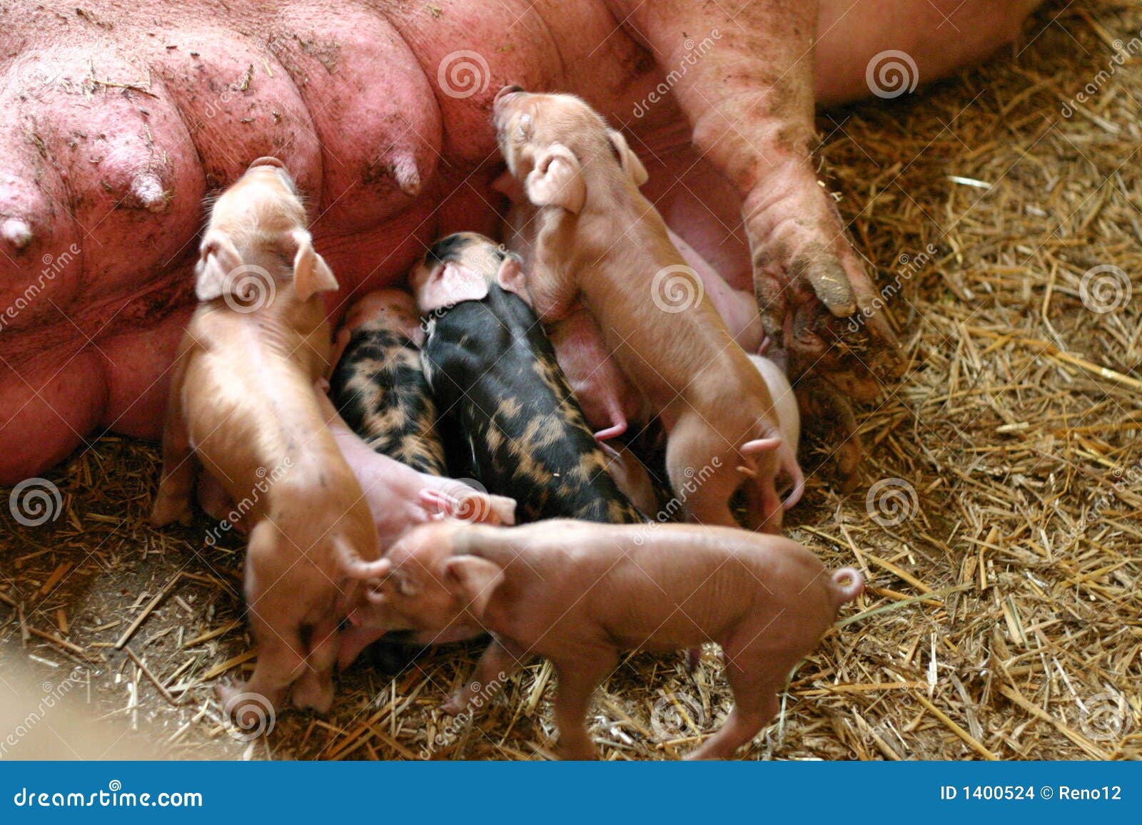 Piglets stock photo. Image of suckle, feeding, farm, breastfeeding ...