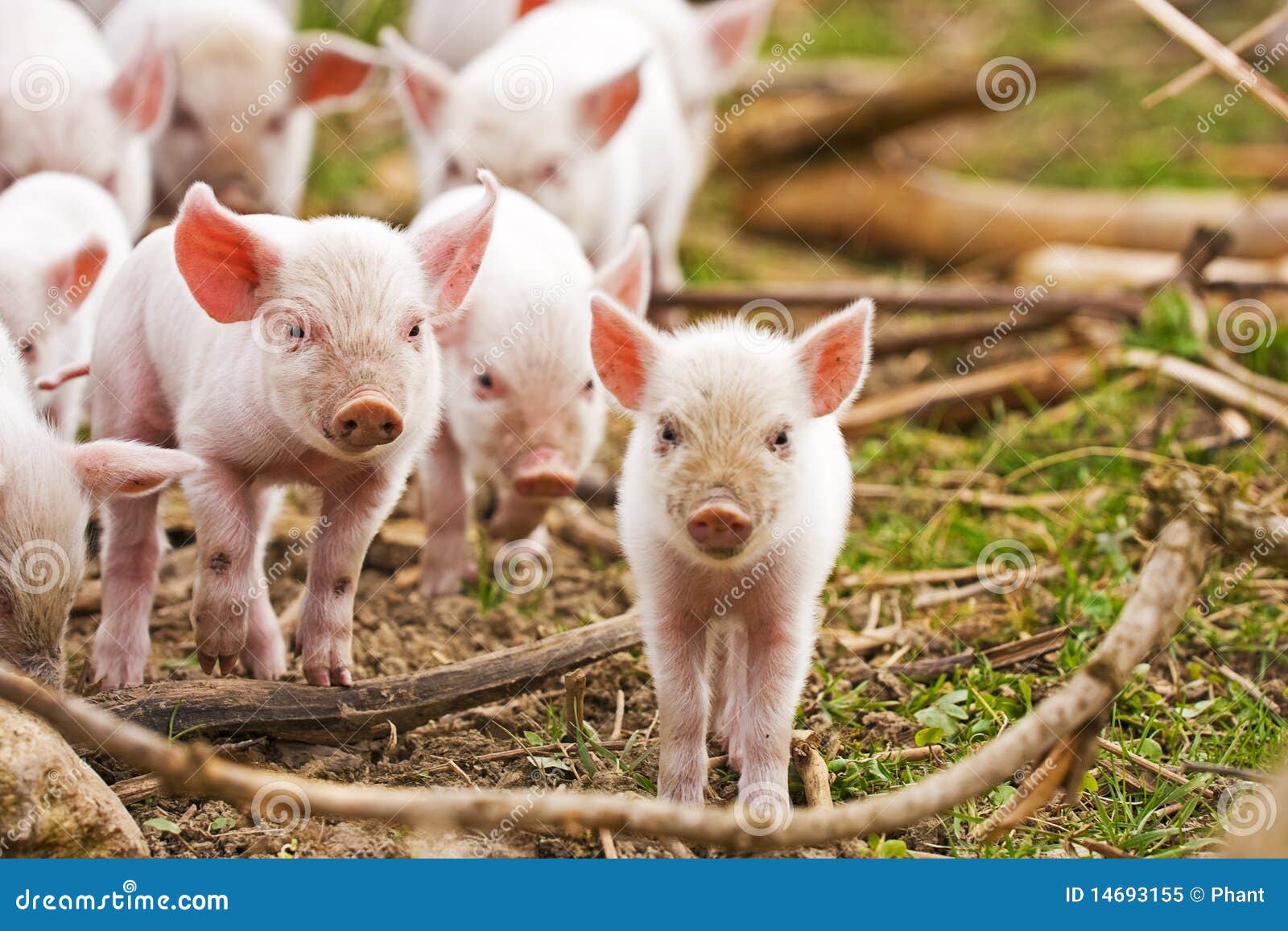 Piglets stock image. Image of outdoor, green, piglet - 14693155