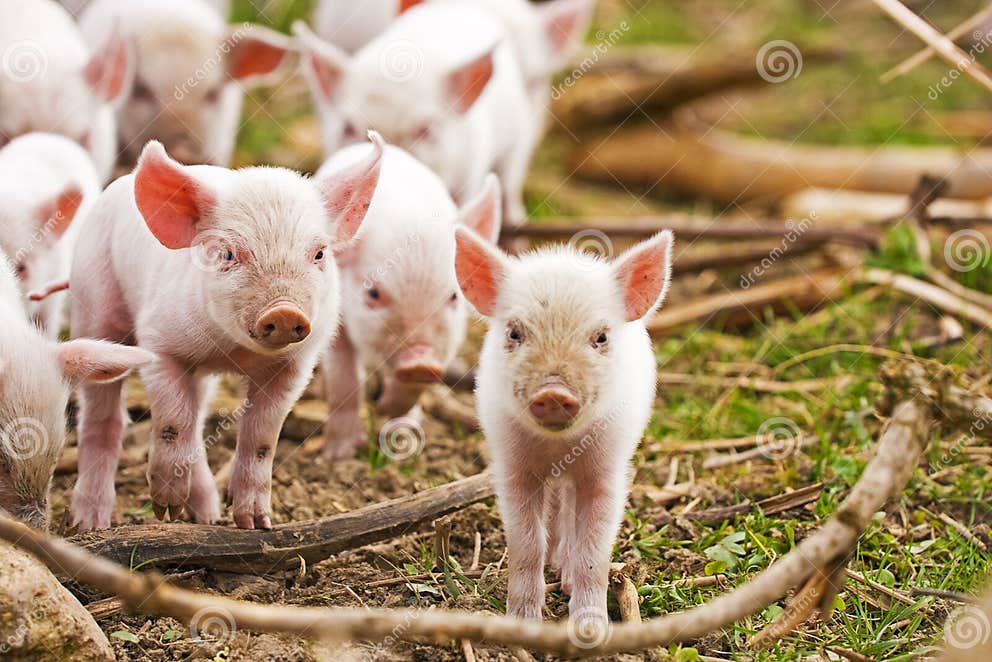 Piglets stock image. Image of outdoor, green, piglet - 14693155