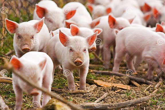 Piglets stock image. Image of outdoor, animal, pork, rural - 17167503