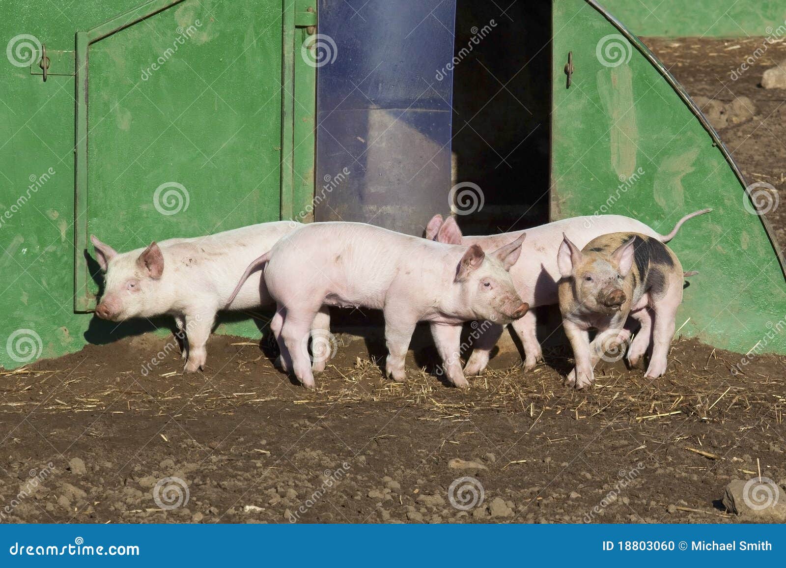 Piglets stock photo. Image of range, countryside, nature - 18803060