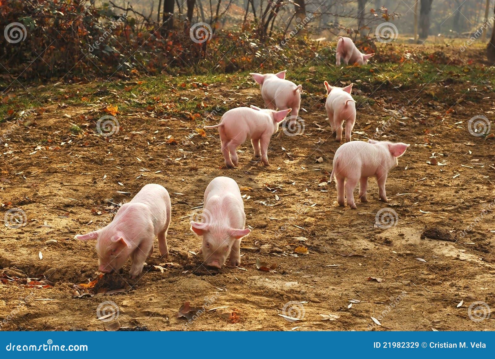 Piglets stock image. Image of animal, farm, nuzzle, rural - 21982329
