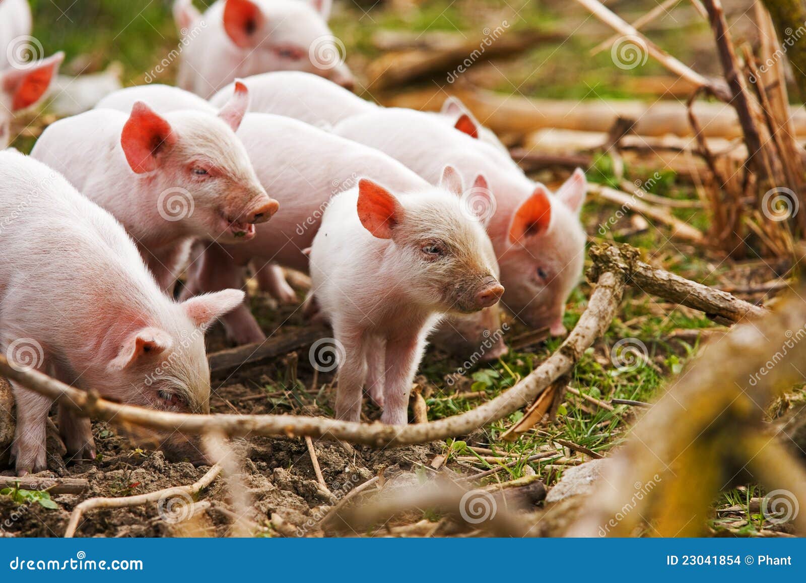 Piglets stock photo. Image of farm, rural, animal, pork - 23041854