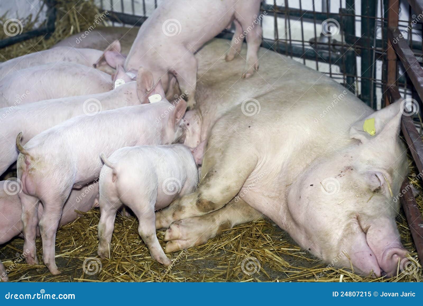 Piglets stock image. Image of livestock, breast, growth - 24807215
