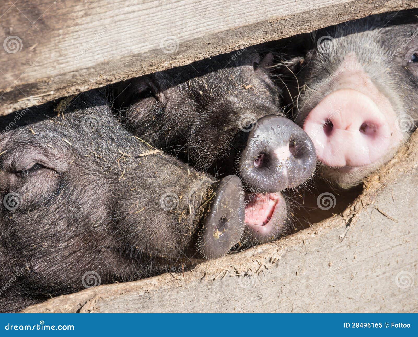 Piglets stock image. Image of clean, closeup, mammal - 28496165