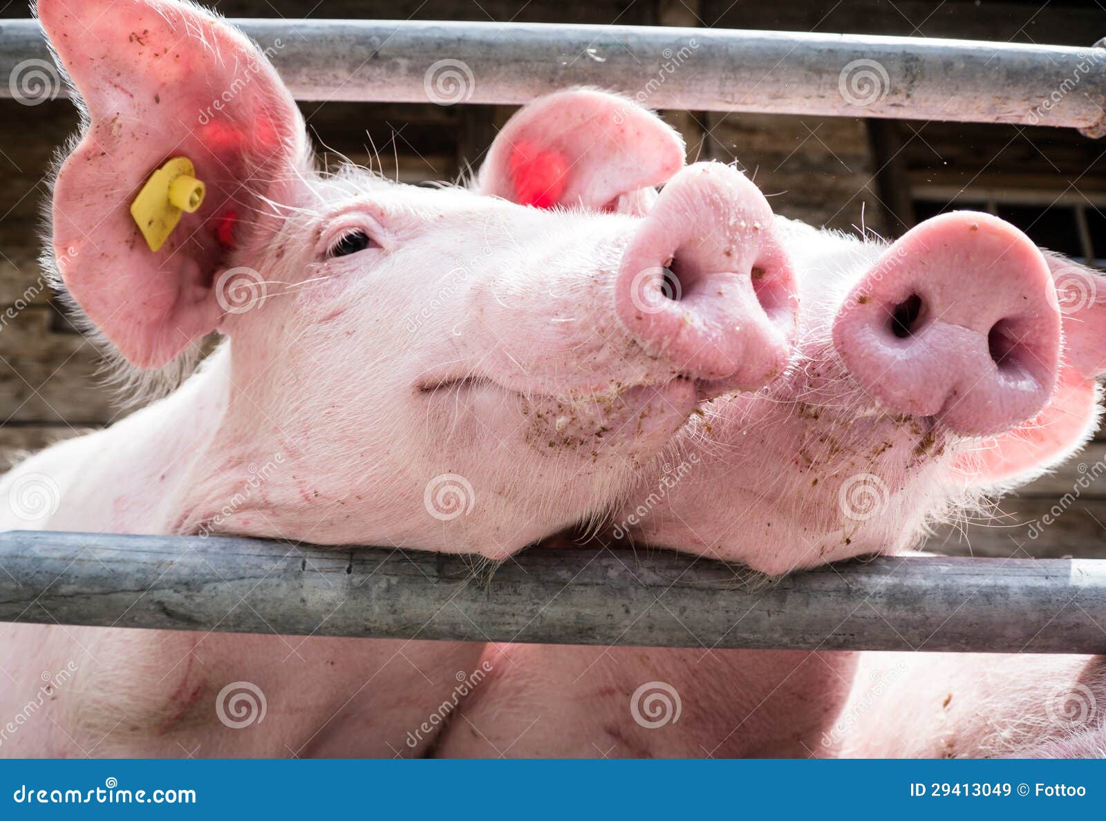 640 Beautiful Piglets Stock Photos - Free & Royalty-Free Stock Photos ...