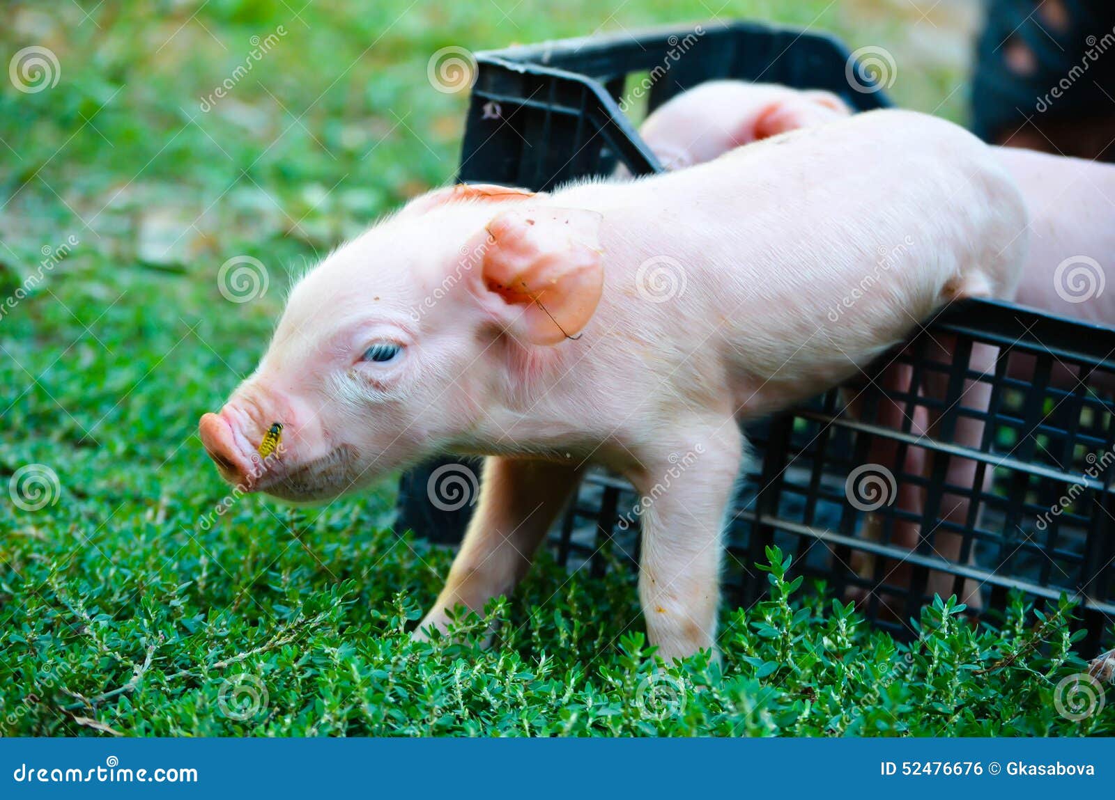 Piglets stock photo. Image of nice, beautiful, animal - 52476676
