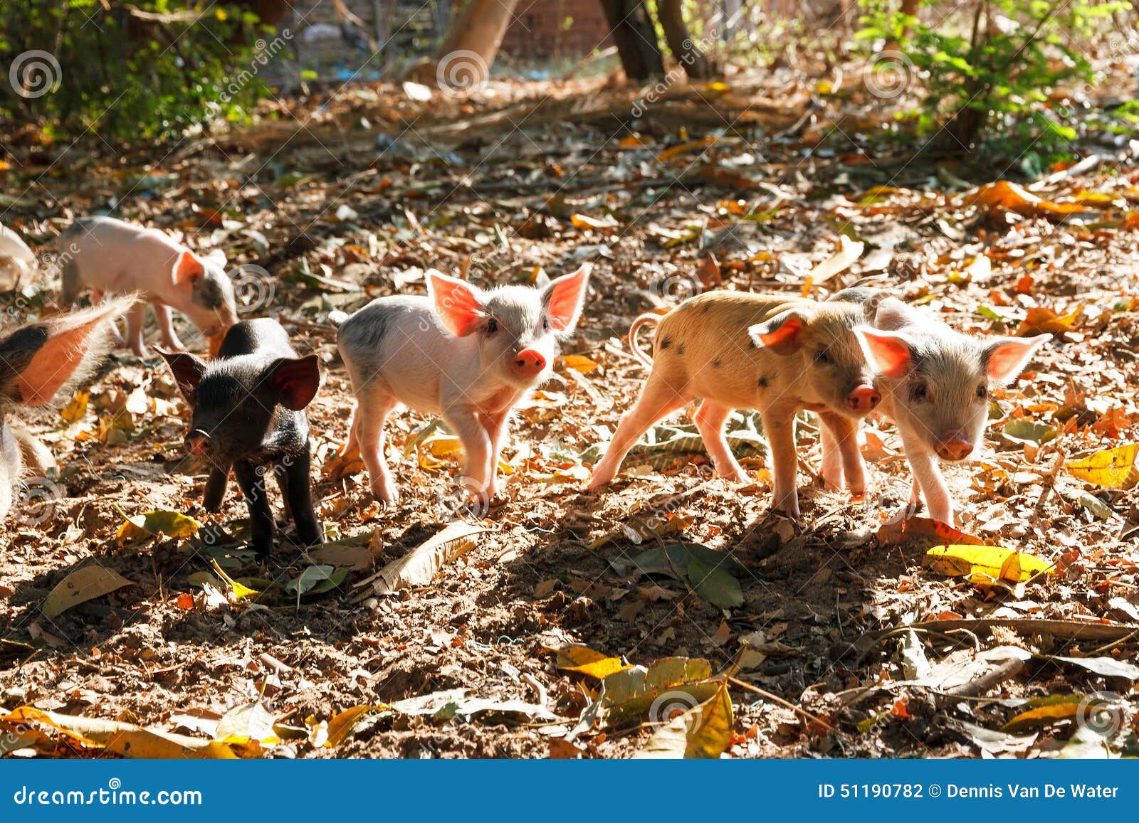 Piglets stock photo. Image of cute, outdoor, mammal, beautiful - 51190782