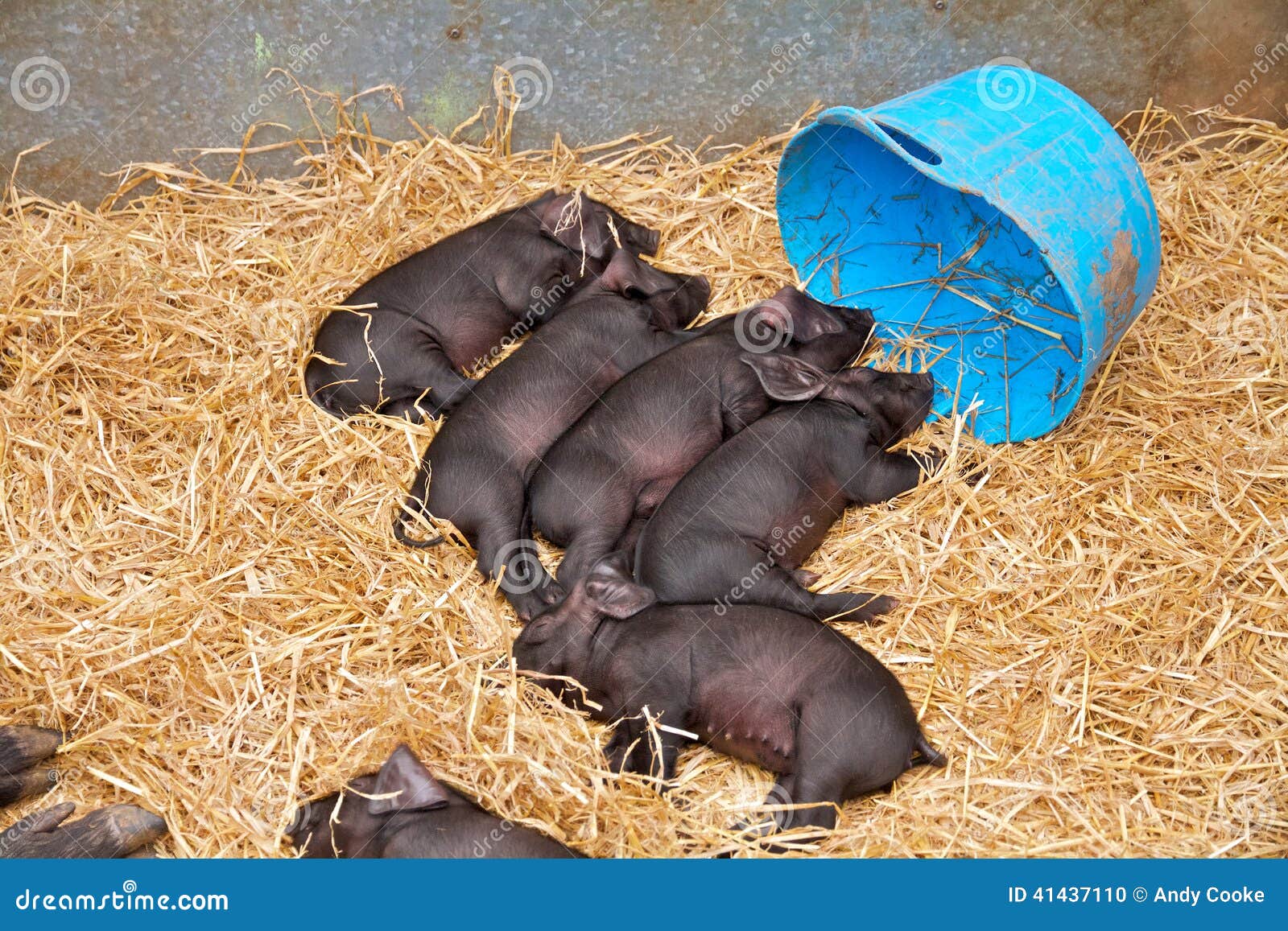 Piglets at the Dorset County Show Stock Photo - Image of goats, county ...