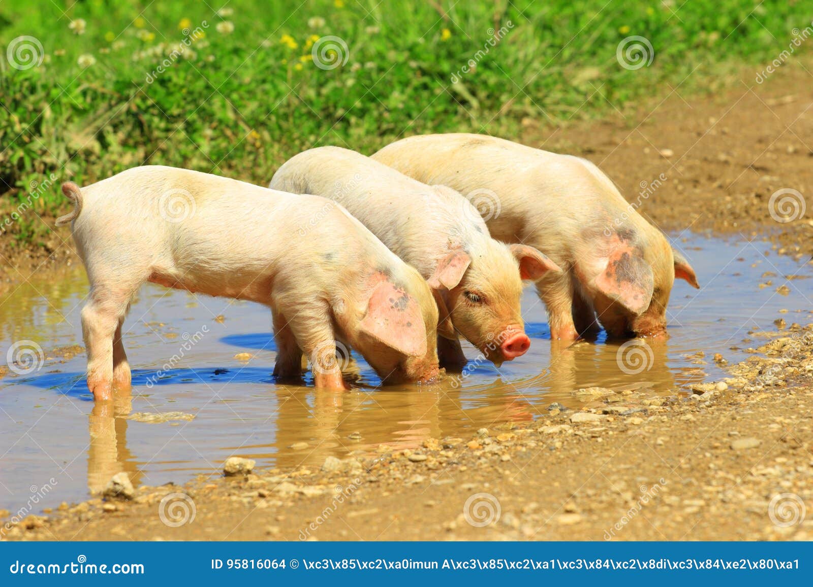 Piglets Drinking Water from Puddle Stock Photo - Image of lonjsko ...