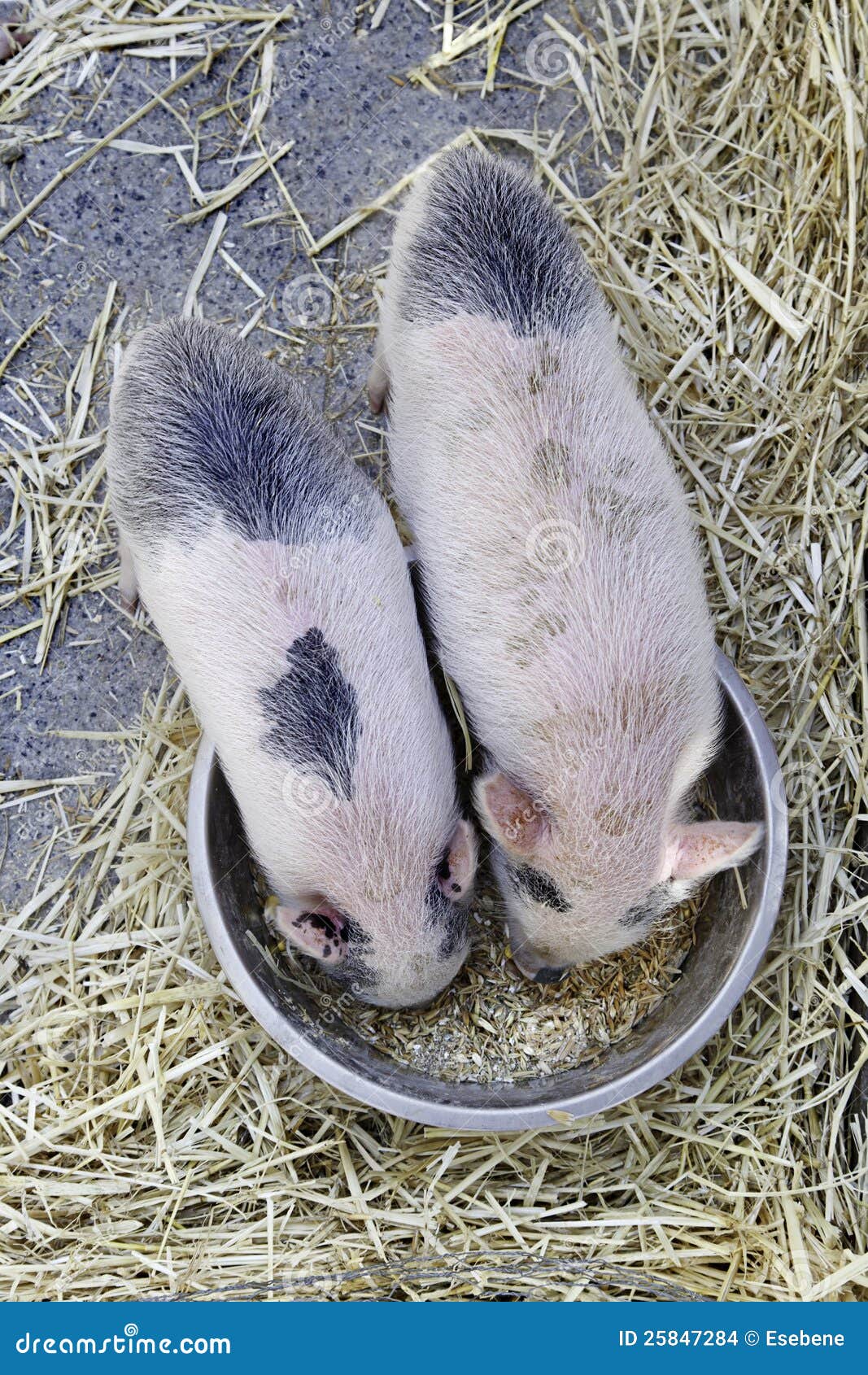 Piglets eating stock photo. Image of looking, animal - 25847284