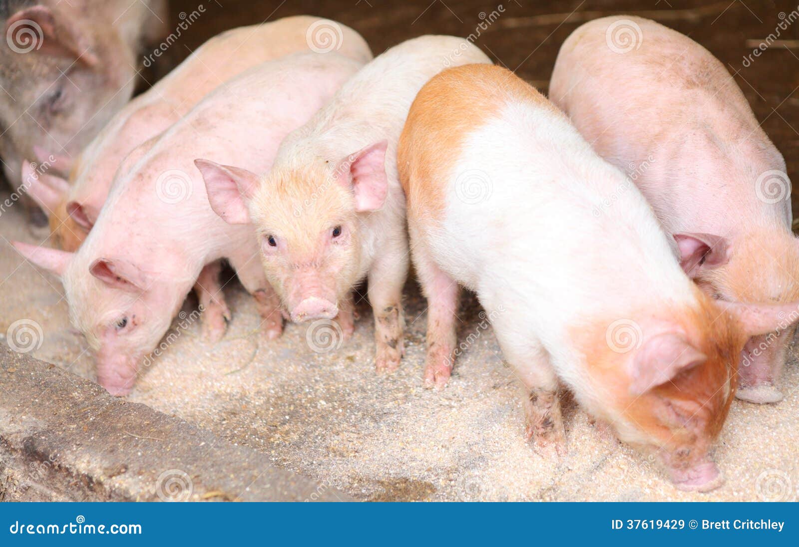 Piglets eating swill stock image. Image of livestock - 37619429