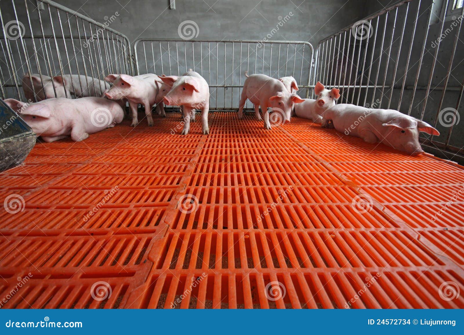 Piglets in the enclosure stock photo. Image of captivity - 24572734