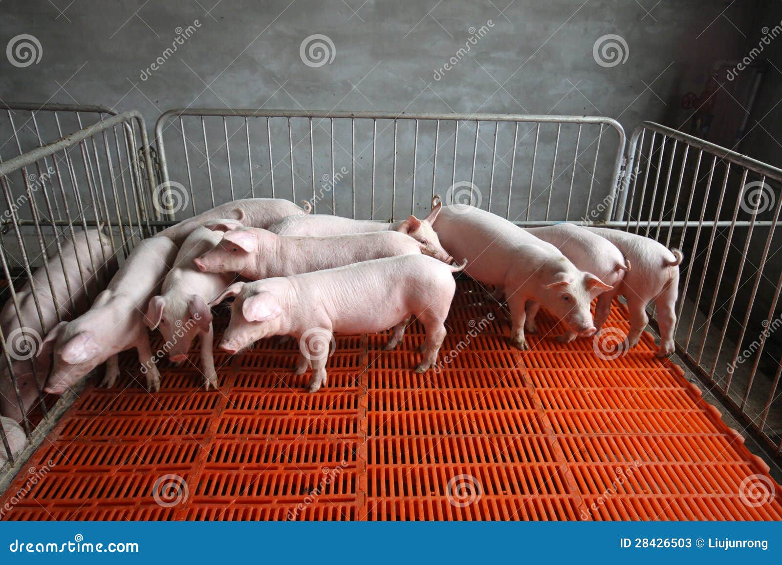 Piglets in the enclosure stock image. Image of indoor - 28426503