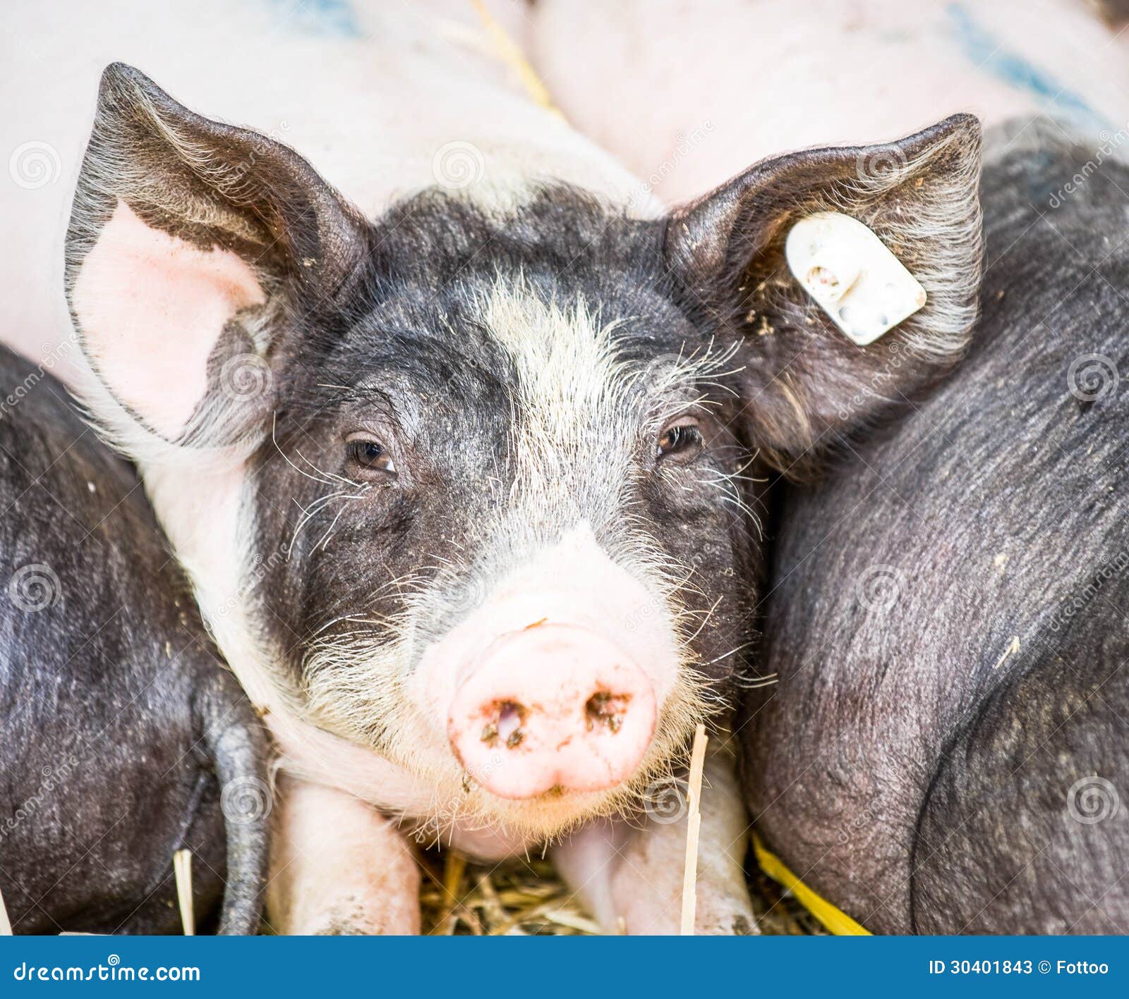 Piglets stock image. Image of straw, plank, lying, beige - 30401843