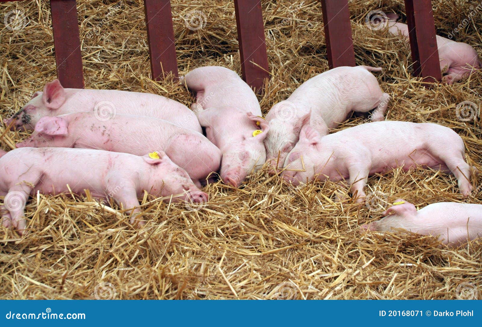 Piglets farrows on the hay stock image. Image of baby - 20168071
