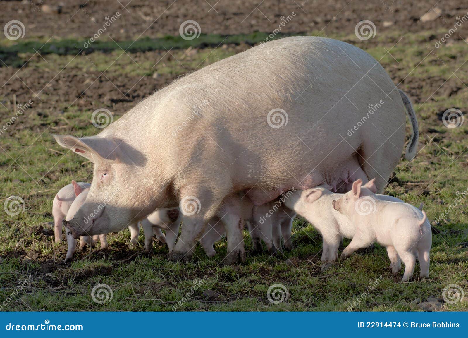 Piglets feeding stock photo. Image of piglets, udders - 22914474